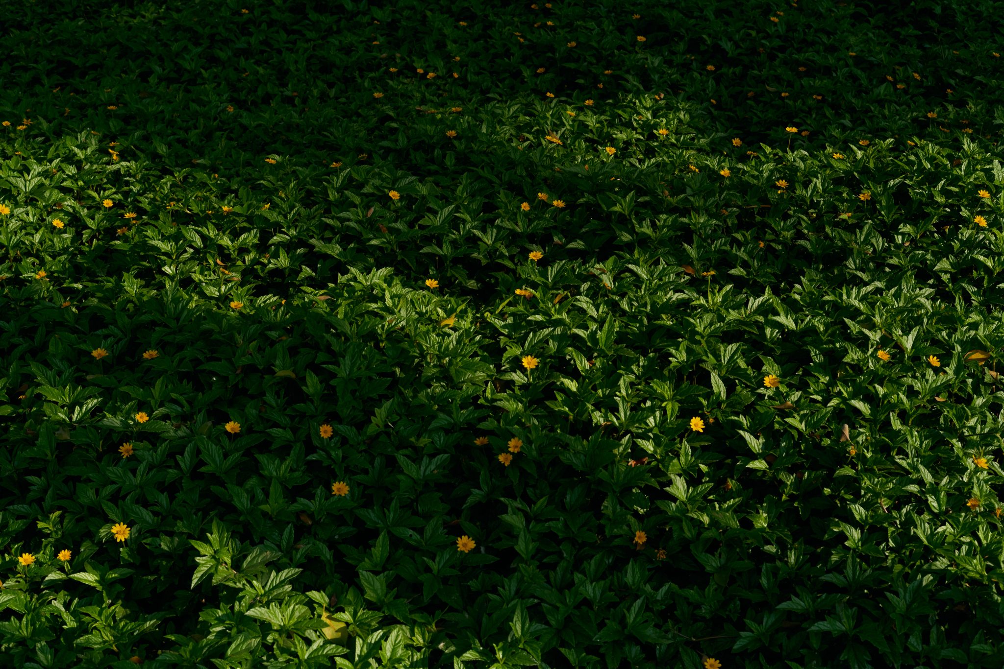 domingo – domingo Inmobiliaria